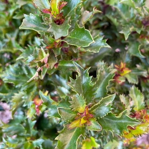 ILEX AGRIFOGLIO LITTLE RASCAL VASO 18CM - Sempreverdi Peragashop