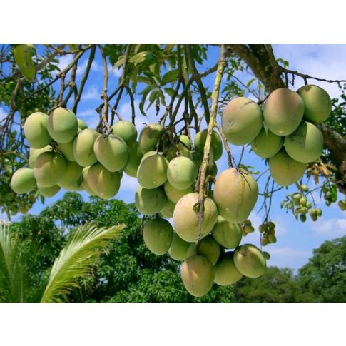 MANGIFERA INDICA MANGO IN VASO 17CM - Piante da Frutto Peragashop