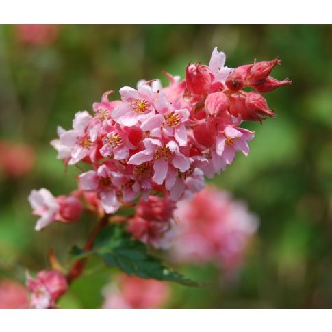 NEILLIA AFFINIS VASO 19CM - Caducifoglia Peragashop