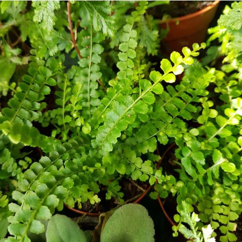 NEPHROLEPIS DUFFY LA FELCE DI BOSTON VASO 14CM - Sempreverdi Peragashop