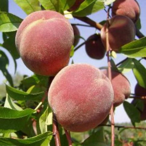 1 Pianta di Pesco Cardinal - Frutti Antichi