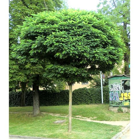 ROBINIA PSEUDOACACIA UMBRACILIFERA IN VASO 23CM - Caducifoglia Peragashop
