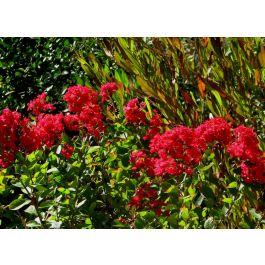 1 Pianta di Lagerstroemia Rossa
