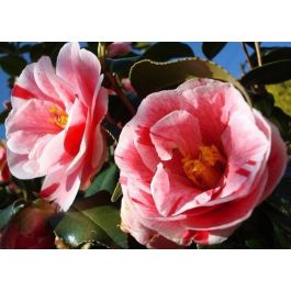 CAMELIA JAPONICA OKI NO NAMI VASO 19CM - Acidofile Peragashop