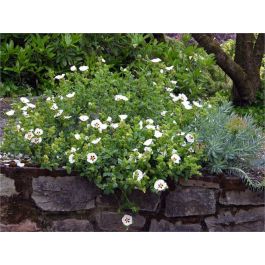 CISTUS SNOW FIRE IN VASO 17CM - Sempreverdi Peragashop