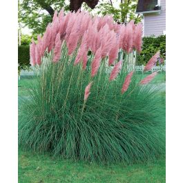 CORTADERIA SELLOANA PINK FEATHER IN VASO 17CM - Graminacee Ornamentali ...